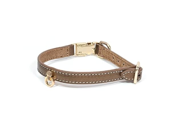 Top 4 Best Dog Collars for Yorkshire Terrier in 2024 - FindThisBest (UK)