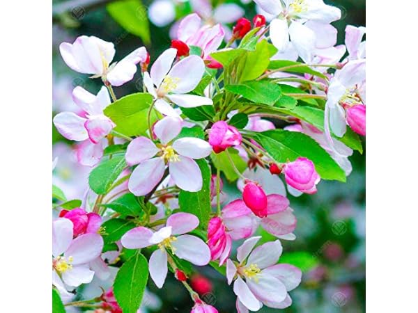 Top 10 Best Malus Outdoor Trees in 2025 - FindThisBest (UK)