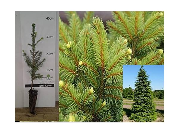 Top 10 Best Plant Plug Outdoor Trees in 2025 - FindThisBest (UK)