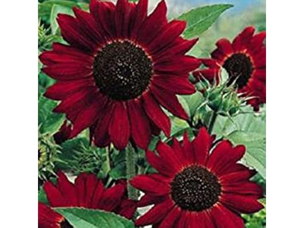 The 10 Best Pretty Wild Seeds Flower Seeds of 2026 - FindThisBest (UK)