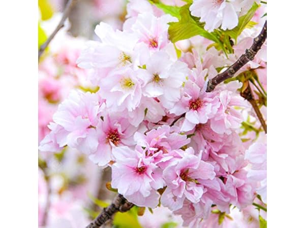 Top 10 Best Prunus Outdoor Trees in 2026 - FindThisBest (UK)